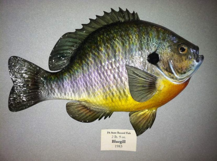Full O'Bull Gazette: Bluegills Provide Fishermen A Guilty Pleasure