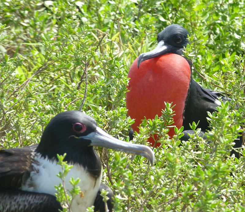 HannekeNils: Zwemmen met Manta Roggen
