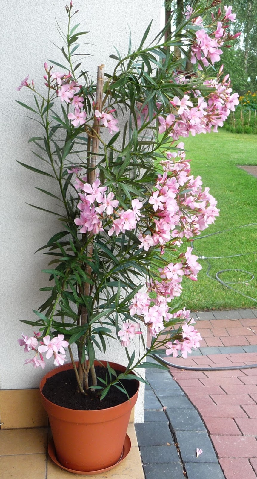 Ręko-czyny: Rozmnażanie oleandra