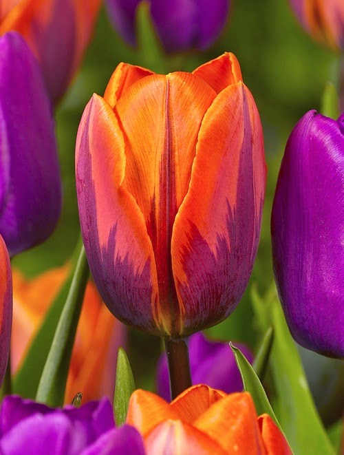 Fun in Pictures: Beautiful Tulips