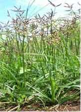 Beragam Khasiat dan Resep Rumput Teki - Obat Sakit 2011