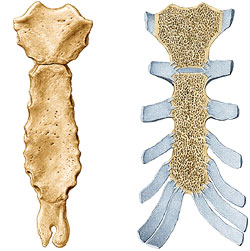 Anatomia Humana: Sistema esquelético - Introdução à osteologia