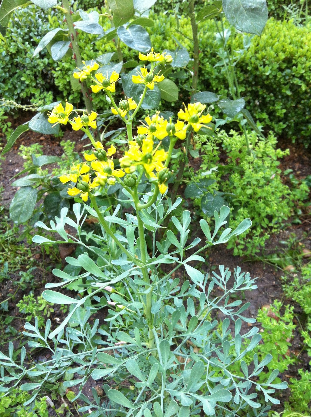 casa rural Pecci: Ruda en flor.