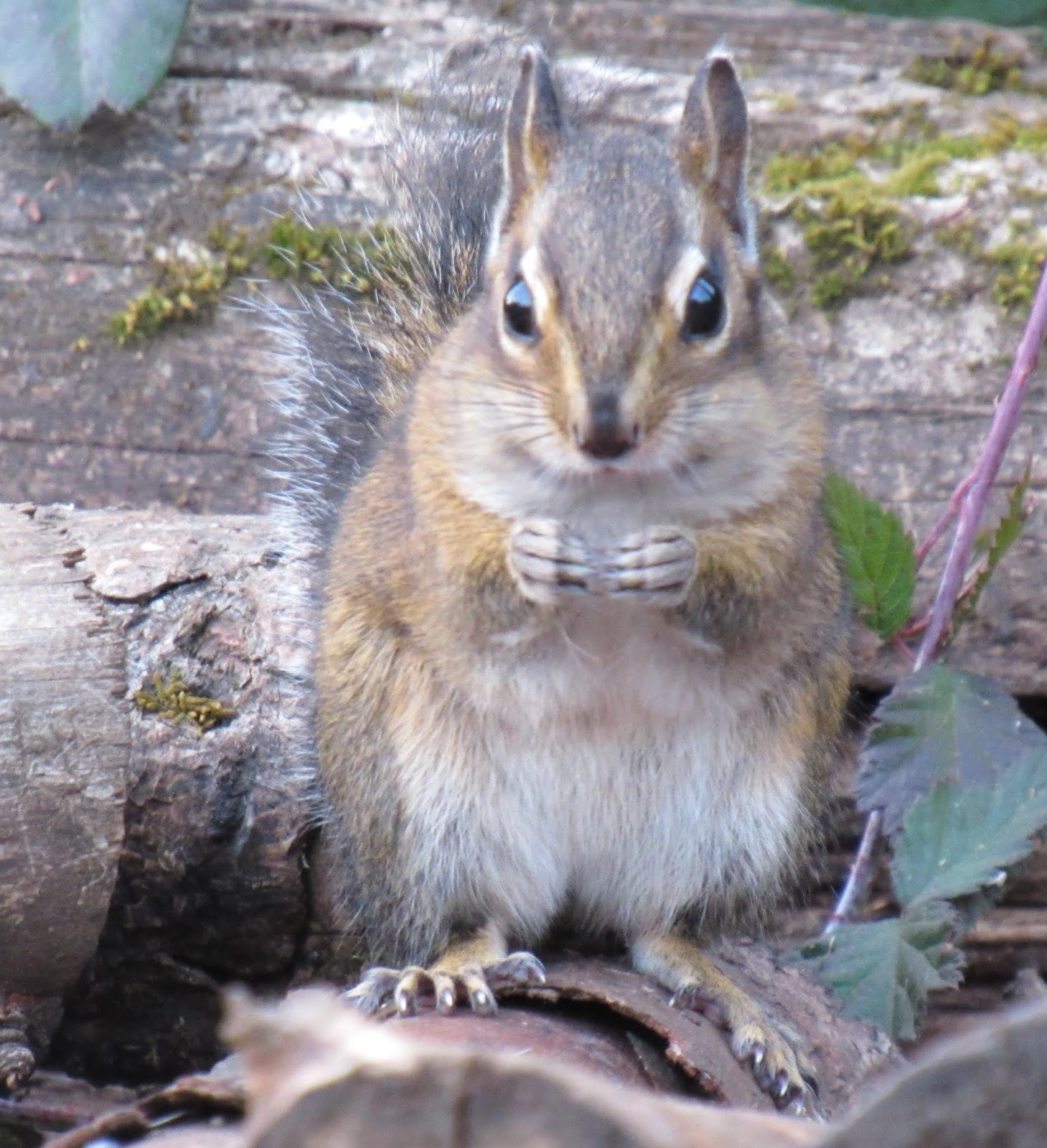 Garden Grumbles and Cross Stitch Fumbles: Saturday is Chipmunk Day