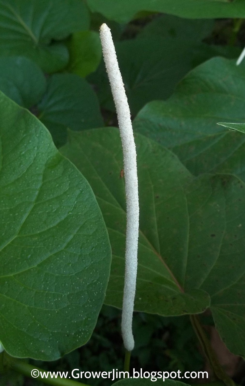 Garden Adventures: Hoja santa, Acuyo (Piper auritum)