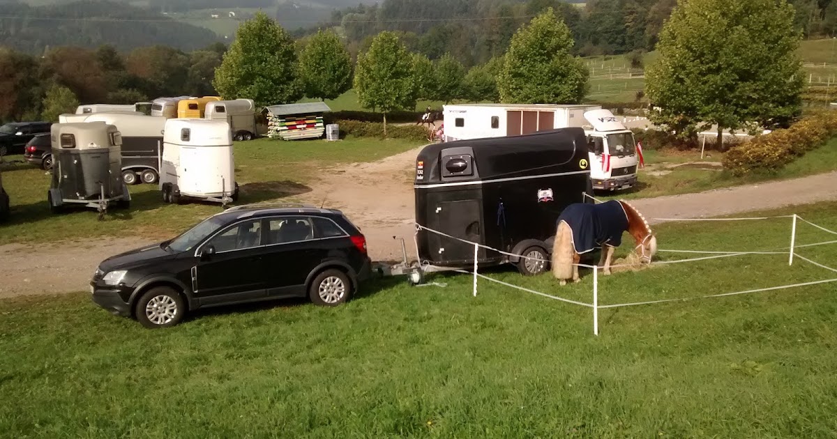 Keeping Your Steed Safe! The Ultimate Guide - Dressage Hafl