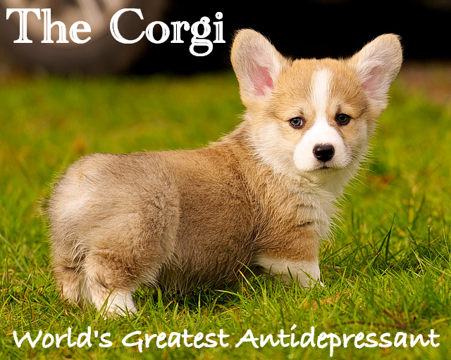 Top 8 Funny Corgi Memes that Make You Feeling Happy - Buzz pets