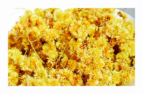 FLORES: MACELA OU MARCELA