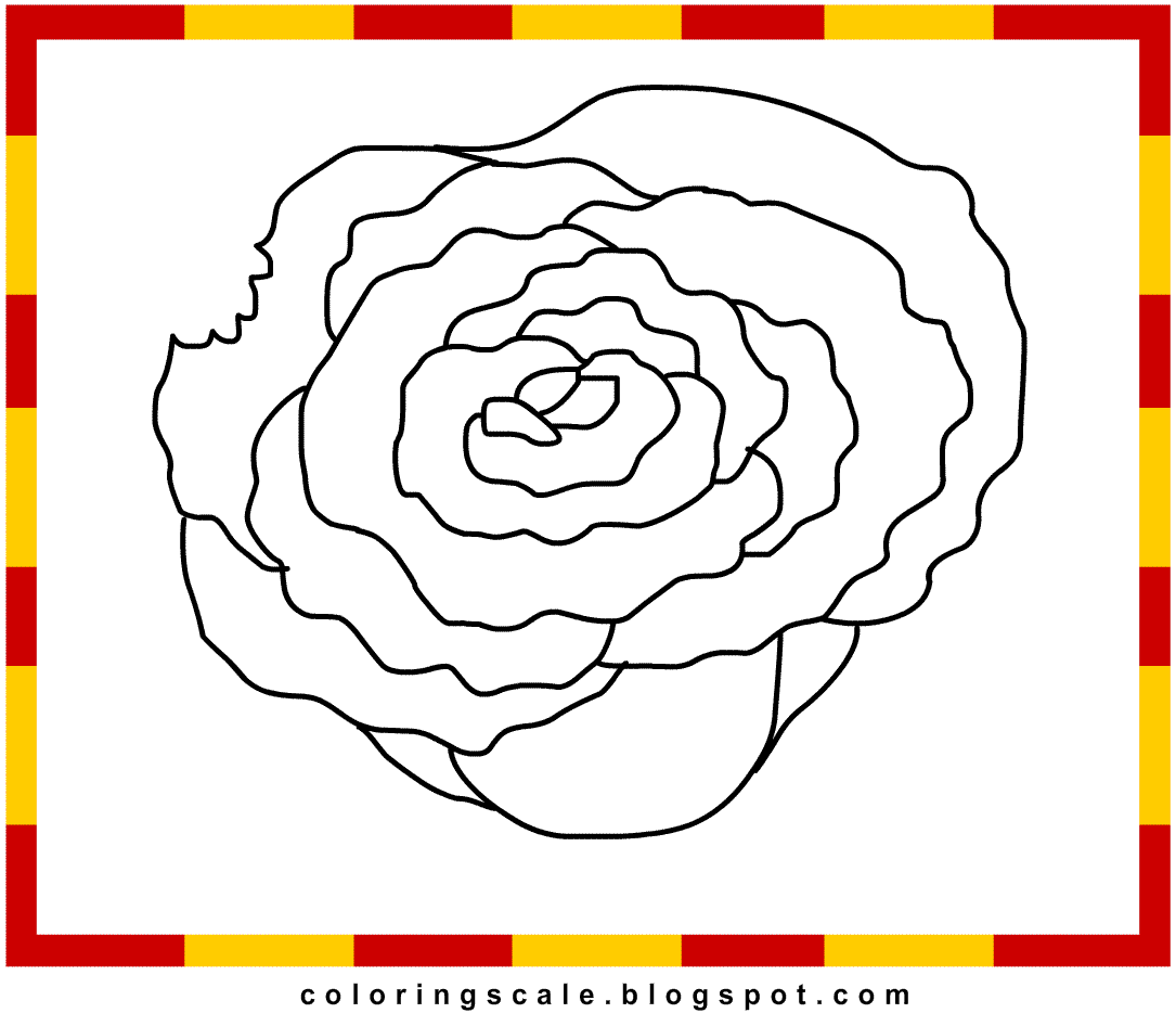 Coloring Pages Printable for kids: Cabbage Coloring pages for kids