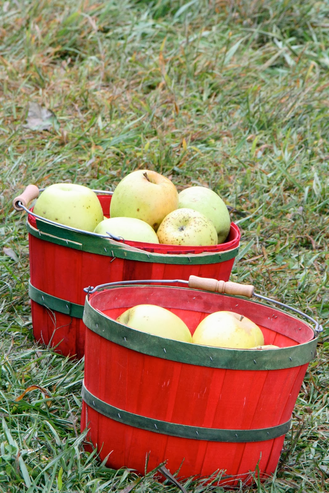 A is for Adventure: Apple Picking in the Blue Ridge Mountains