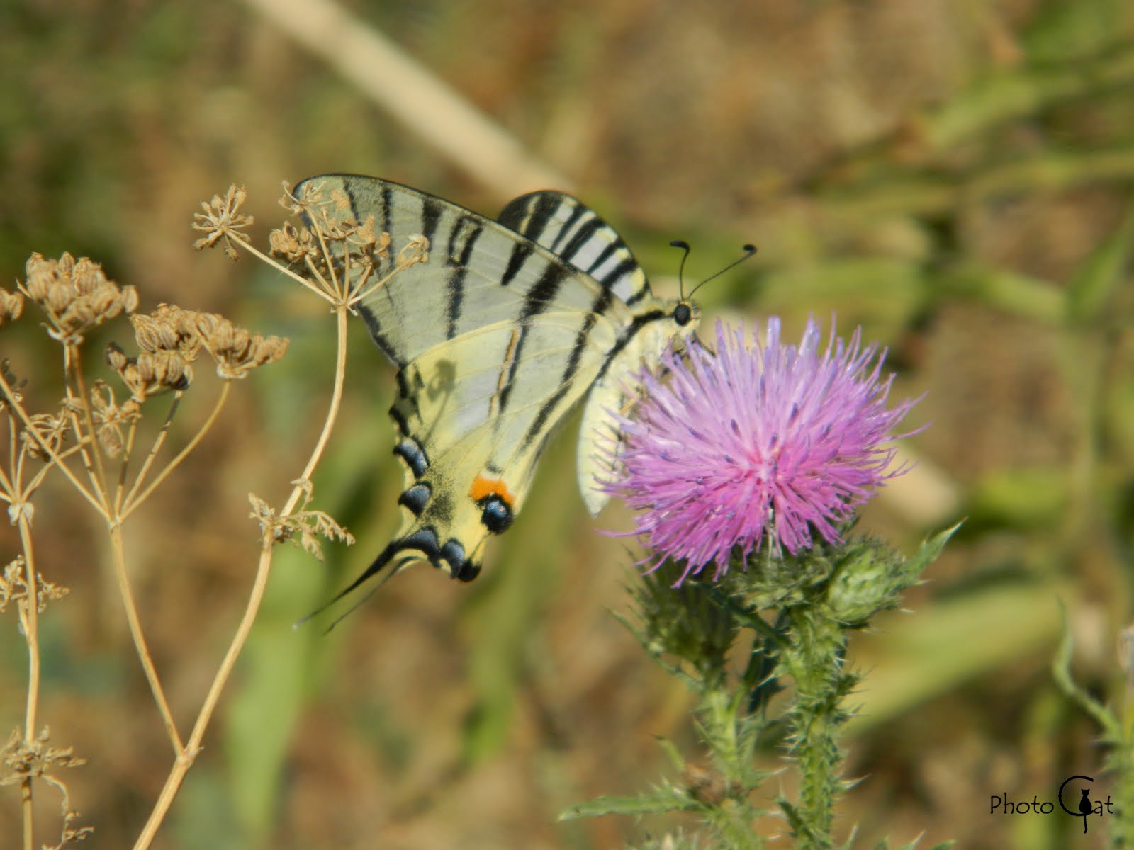 Flori si trandafiri: fluturi si maracini...