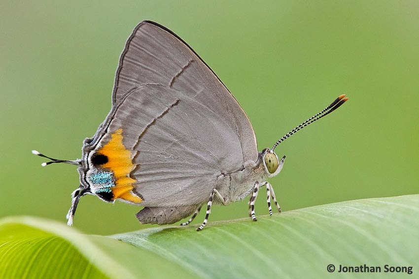 Butterflies of Singapore: Oct 13, 2012