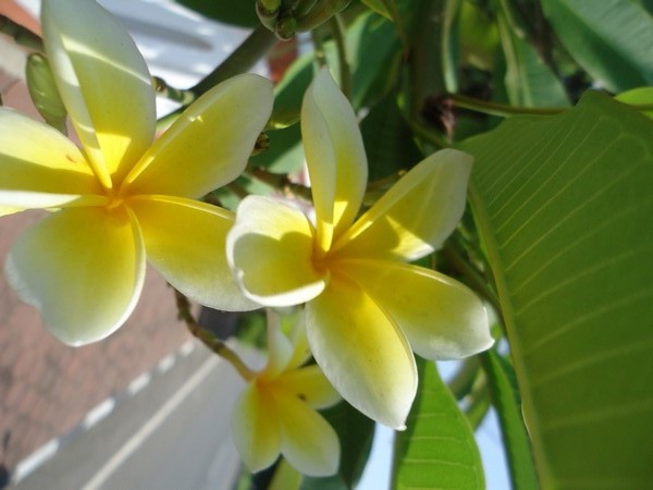 Wallpaper Bunga kamboja kuning Bias - Rumah Daun Muda