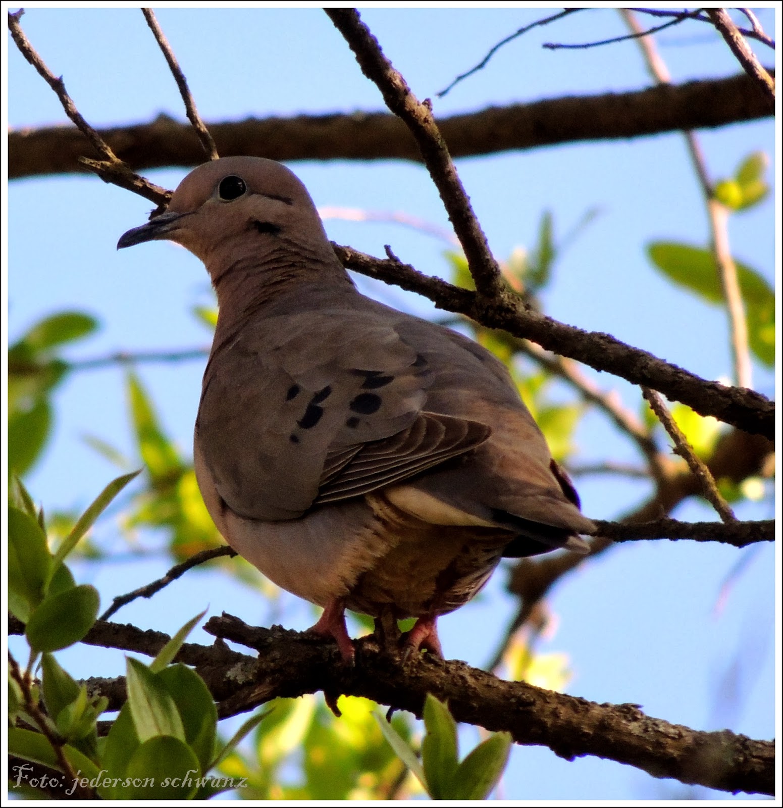 Pássaros & hobbies legais : Pomba de bando -- Zenaida auriculata (Des ...