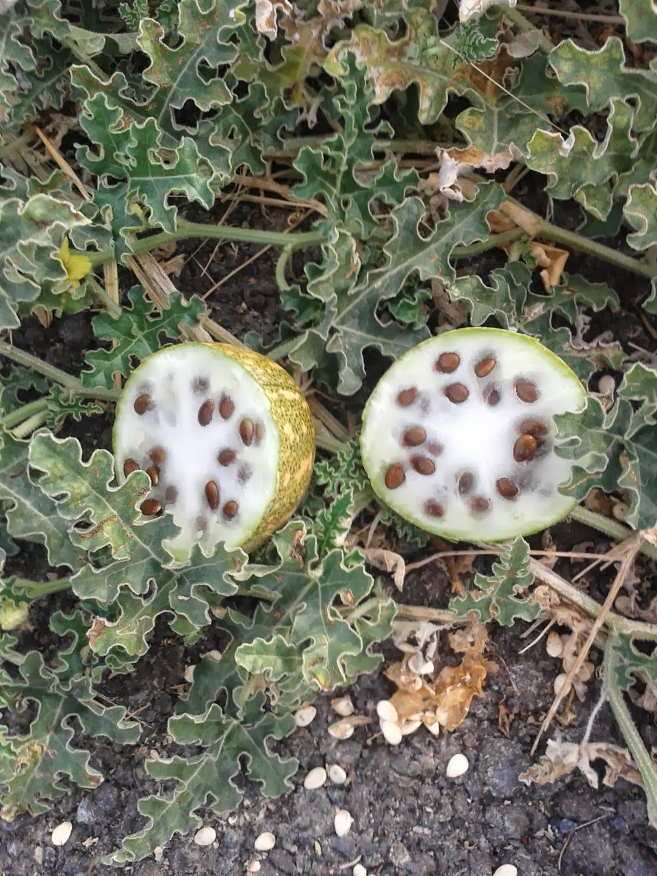 Homo agricola: La Tuera