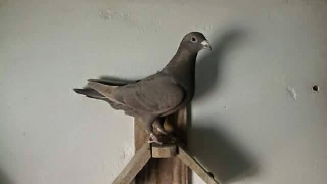 nieripigeons varios: CANADA RACING PIGEONS- O & L DeVries + Gordon Chalmers