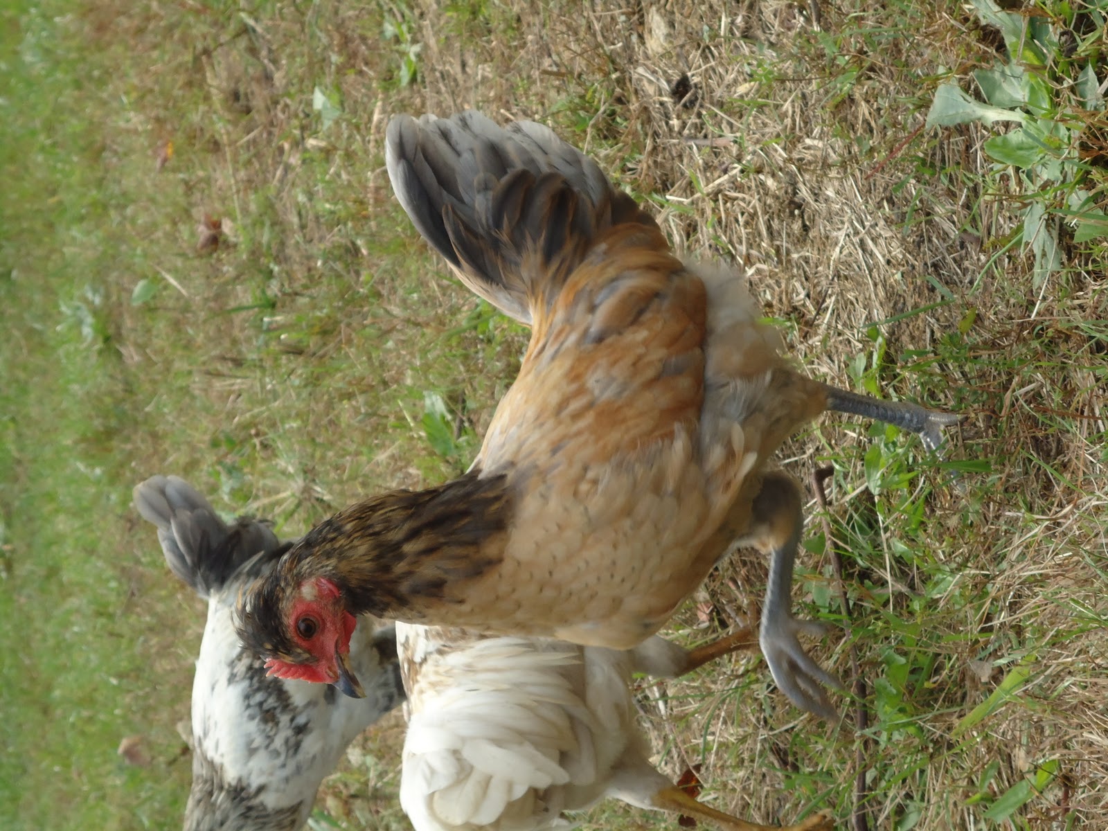Narrow Path Farm: Dancing chickens