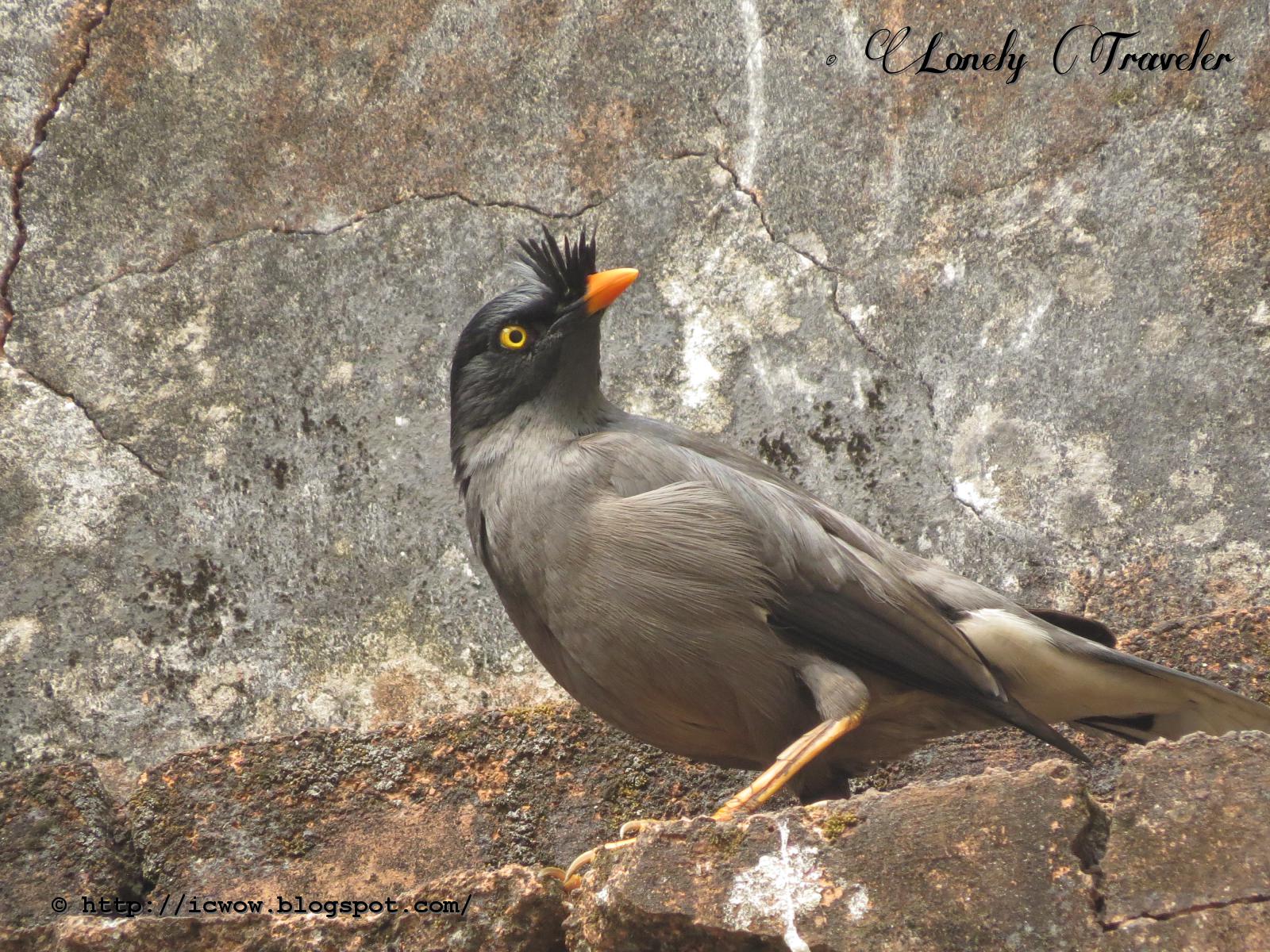 Jungle myna - Acridotheres fuscus