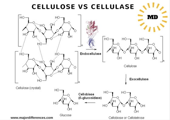 Difference between Cellulose and Cellulase