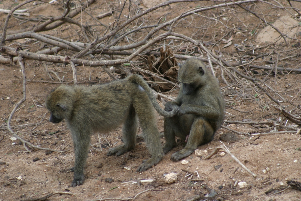 Julia In Kenya: How to Pass Monkey Inspection
