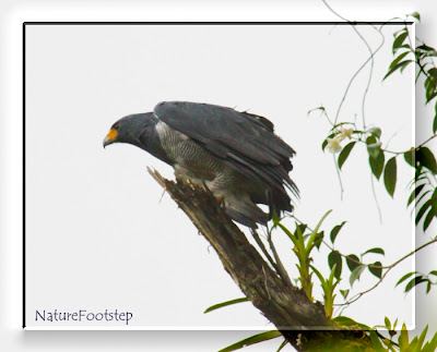NatureFootstep Birds in Costa_Rica: Black-chested Hawk, barred hawk ...
