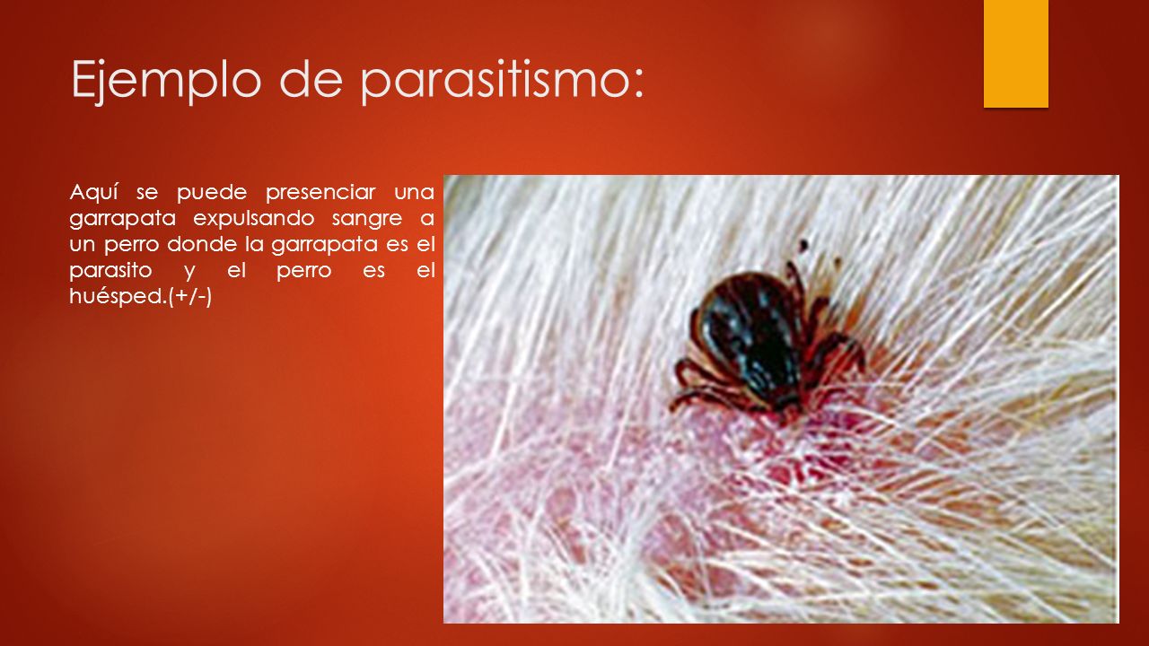 Parasitismo Ejemplos
