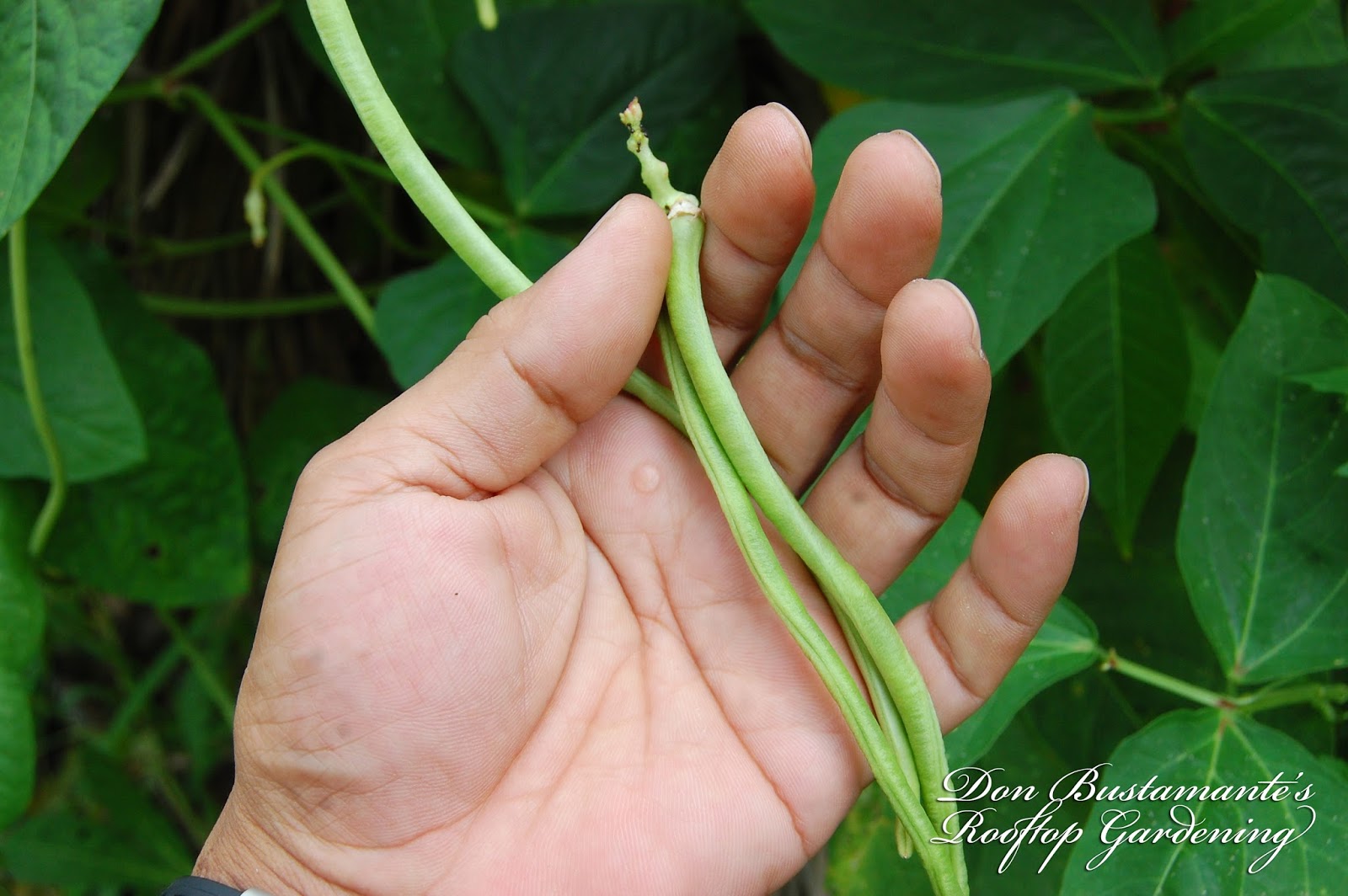 Don Bustamante's Rooftop Garden: Pole Sitao