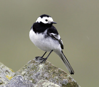 Another Bird Blog: More From The Hills