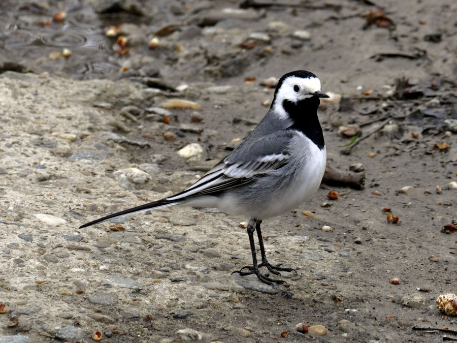 Păsări din parcuri ieșene: Codobatura albă