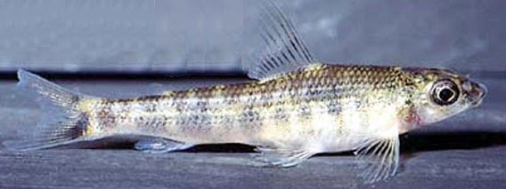 Alma d'Água: Peixes / Characiformes / Distichodontidae