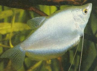 Shamudra Bilash: Betta & Gourami Fish