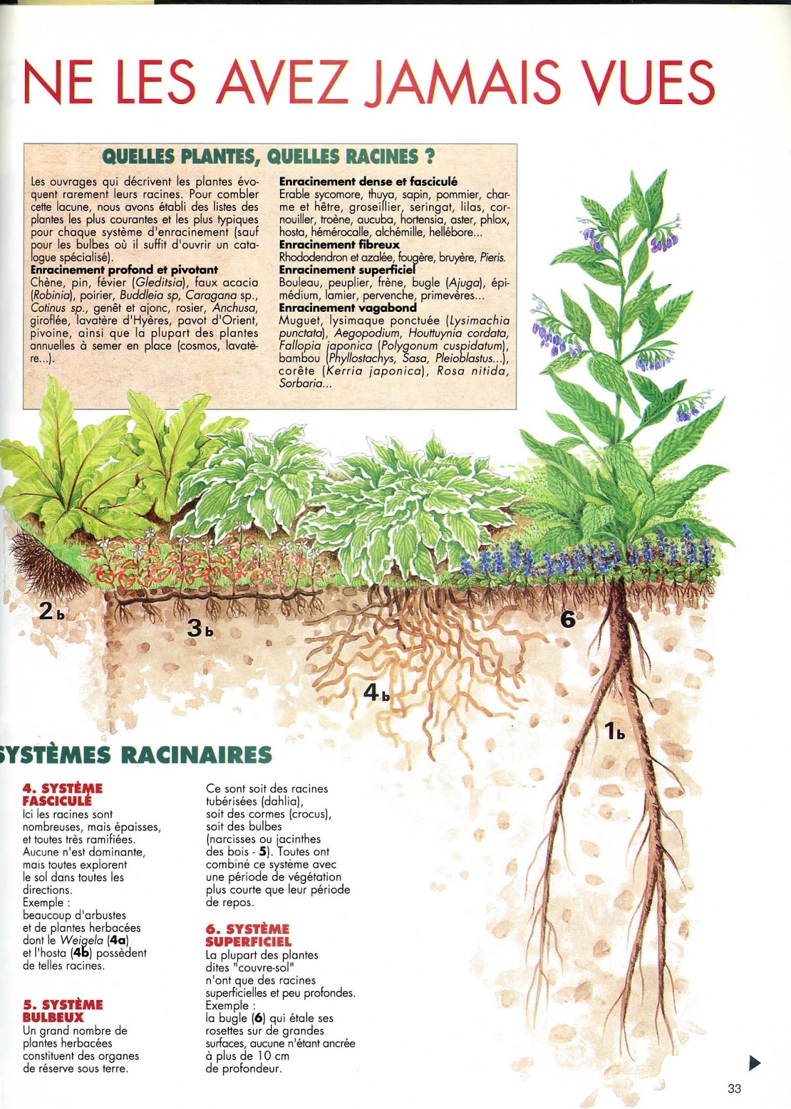 Dingue de plantes: Voyage au Pays des Racines