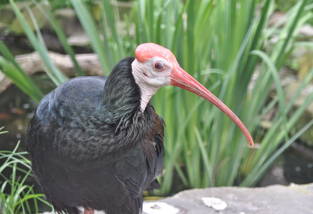 ZOOTOGRAFIANDO (6.100 ANIMALS): IBIS CALVO / SOUTHERN BALD IBIS ...