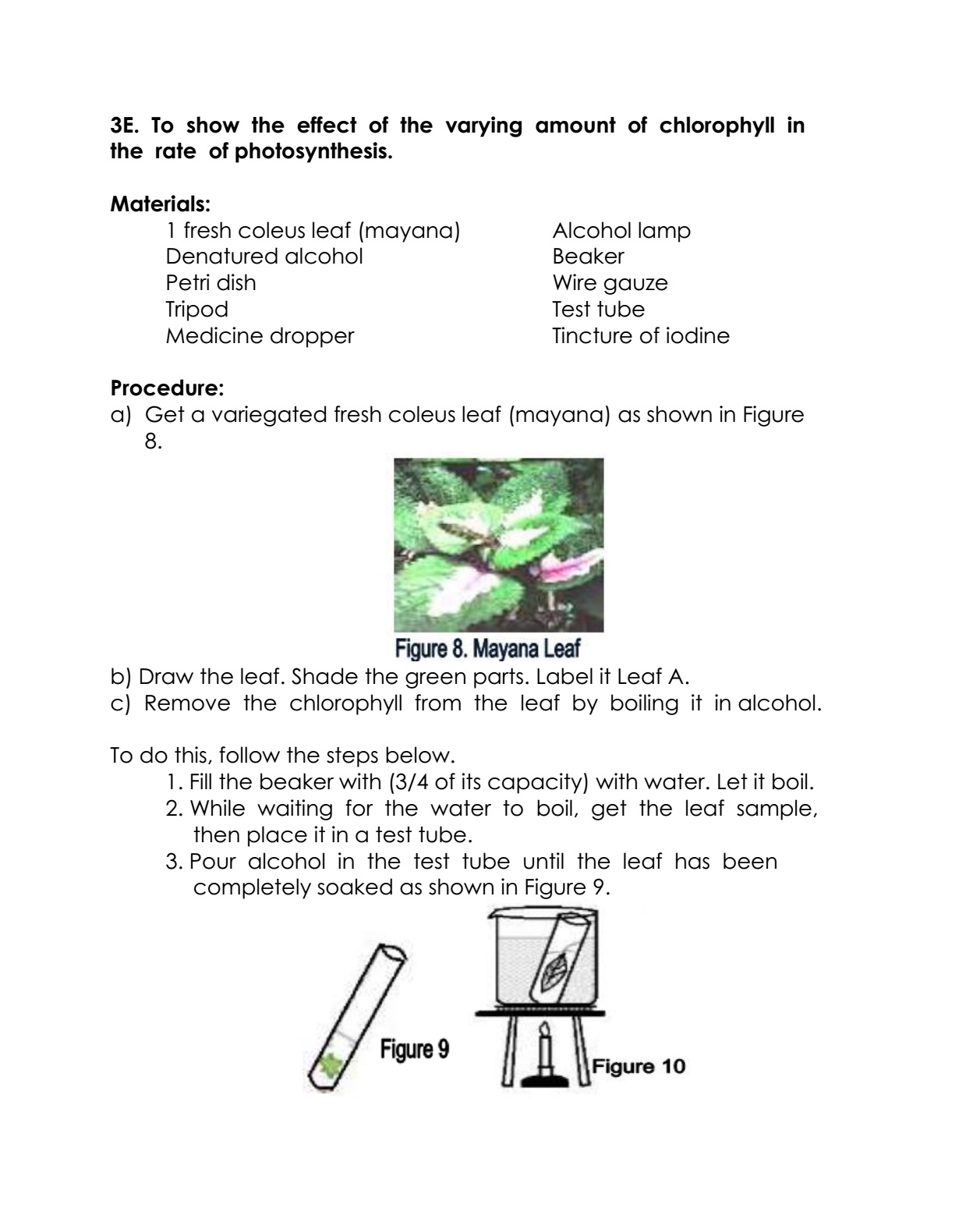 Science Concepts and Questions (K to 12): Photosynthesis and Cellular ...