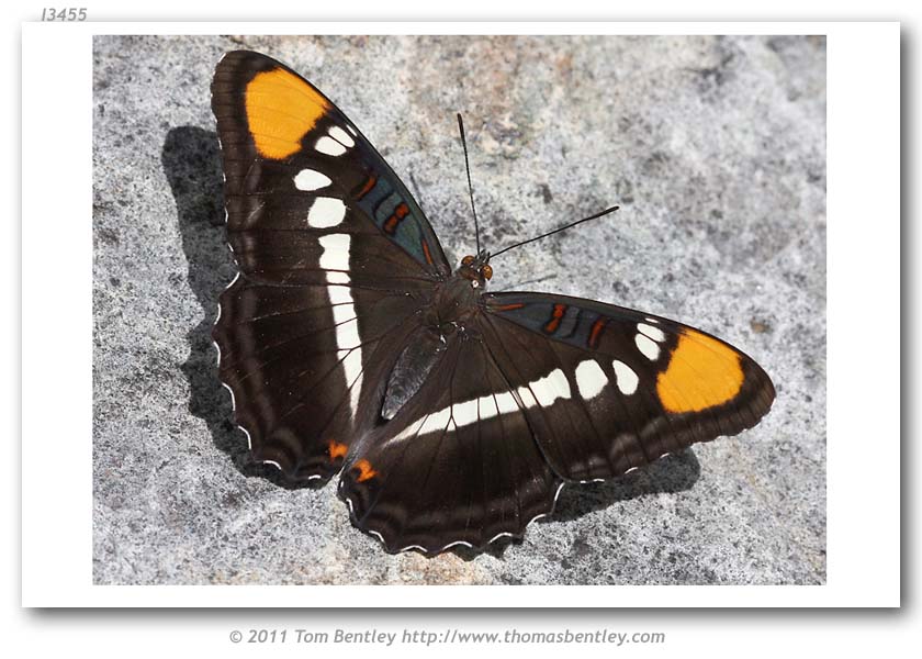 Adelpha – Variety of Life