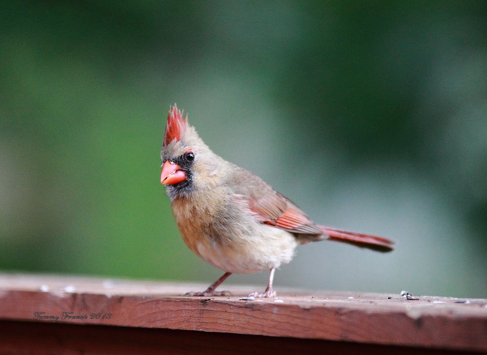 Rock River Stitches: *New* Primitive Scrappy Birds!