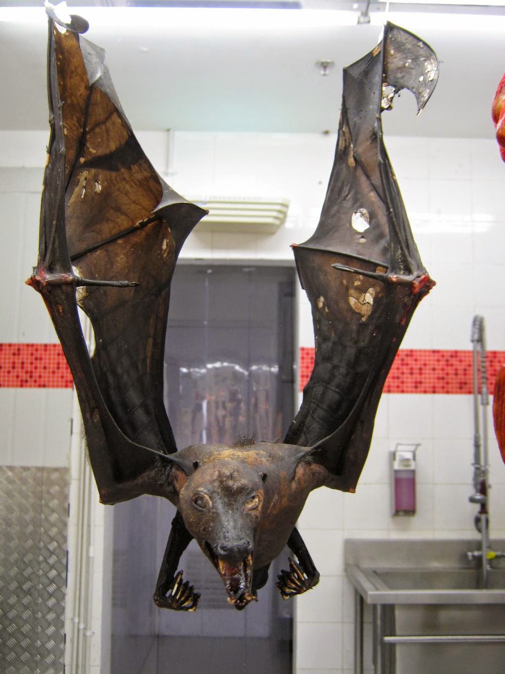 Berani Gak, Kamu Makan Masakan Khas Manado Paniki Kelelawar - DeniAnggoleta