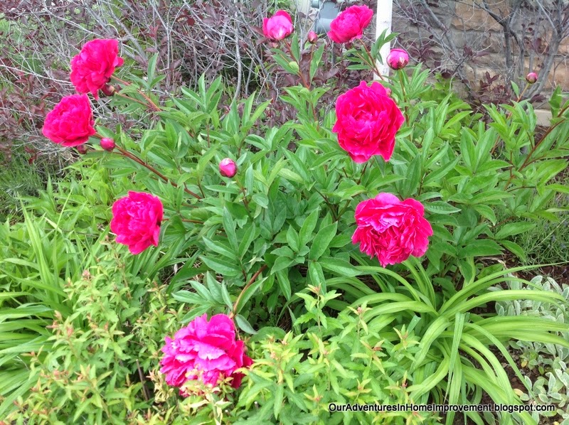 Our Adventures in Home Improvement: Beautiful Early Flowers