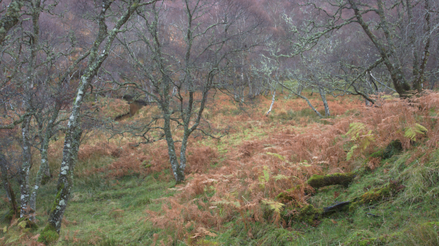 8th Colour Landscape Photography: The Ardvar Woodland SAC