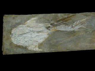 Life Before the Dinosaurs: Phyllolepis.