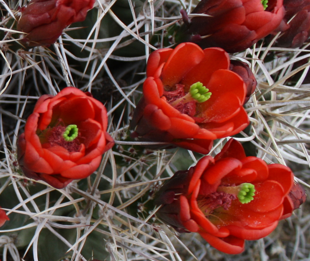 Living and Dyeing Under the Big Sky: Cactus Blooms at Chaco Canyon