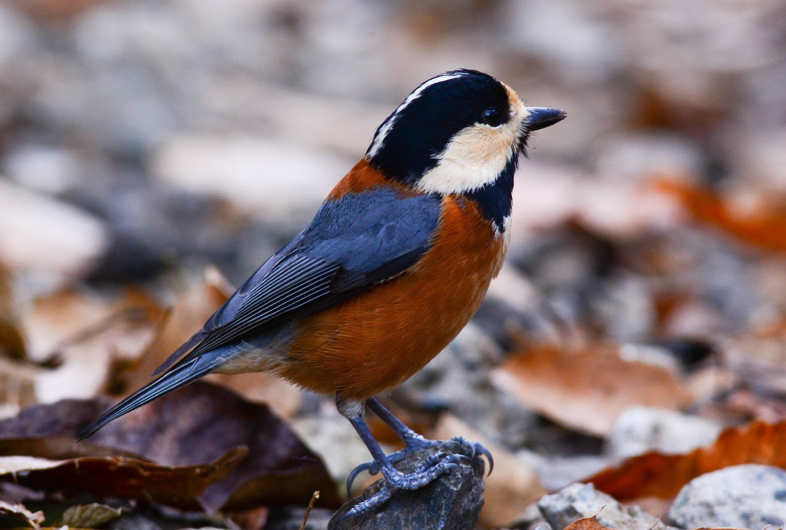 Bird Watching in Japan & Asia: Birdwatching in Maioka Koen (4 December ...