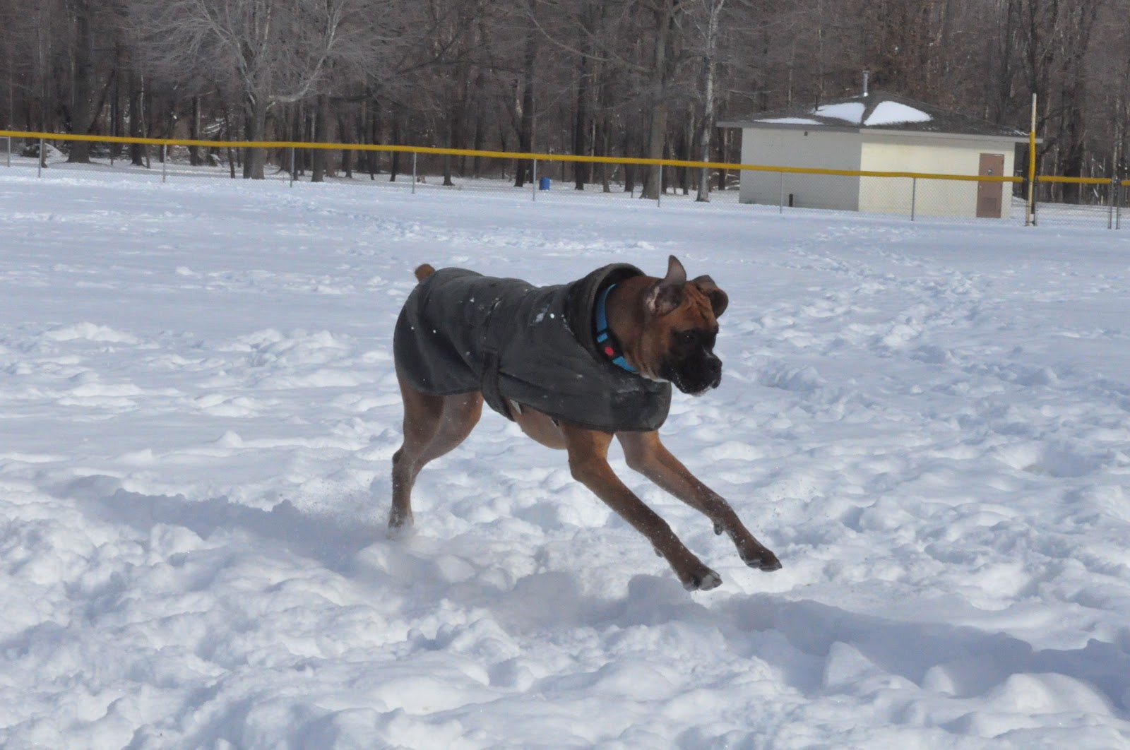 I Have A Boxer: Snow Boxers