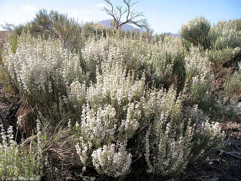 Timeless Environments: Squaw Tea (Ephedra californica) or maybe ...