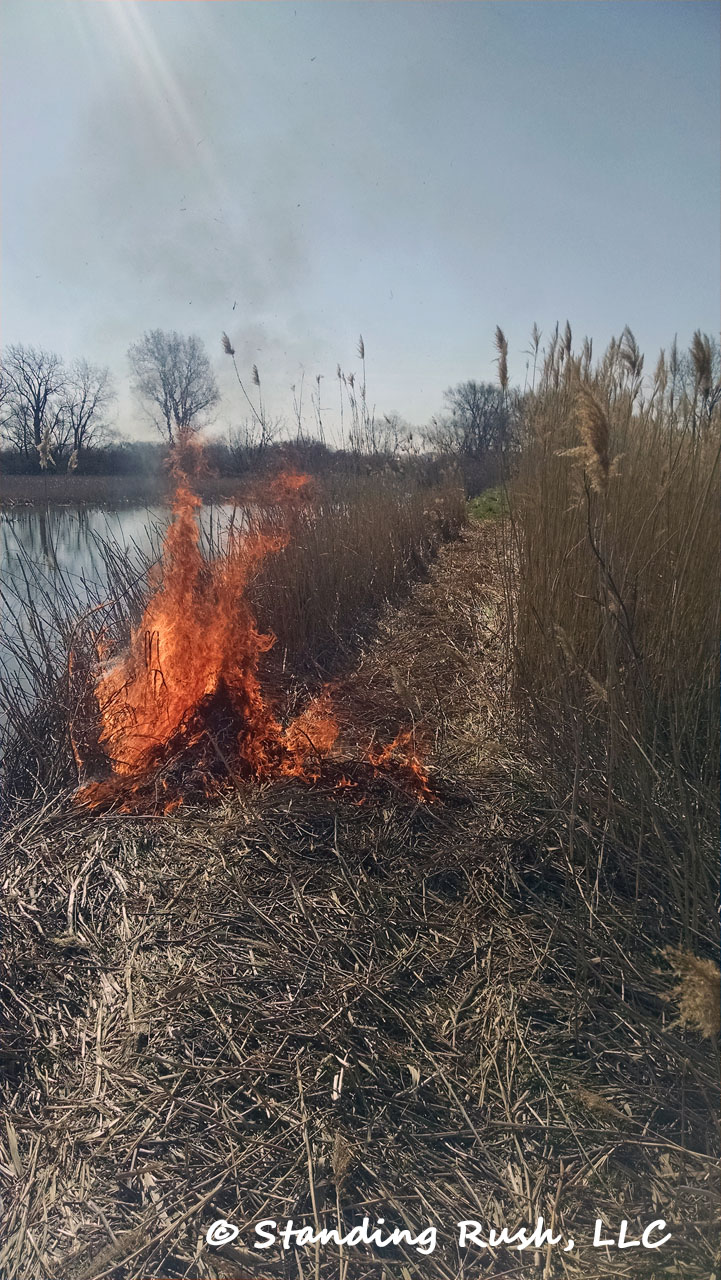 Moment in the Marsh: More Than a Simple Mow