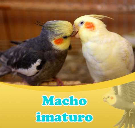 Casal de calopsitas: macho imaturo - A Calopsita