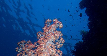 Variety of Life: Alcyoniina