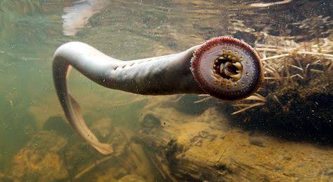 Chordata ~ Dunia Hewan