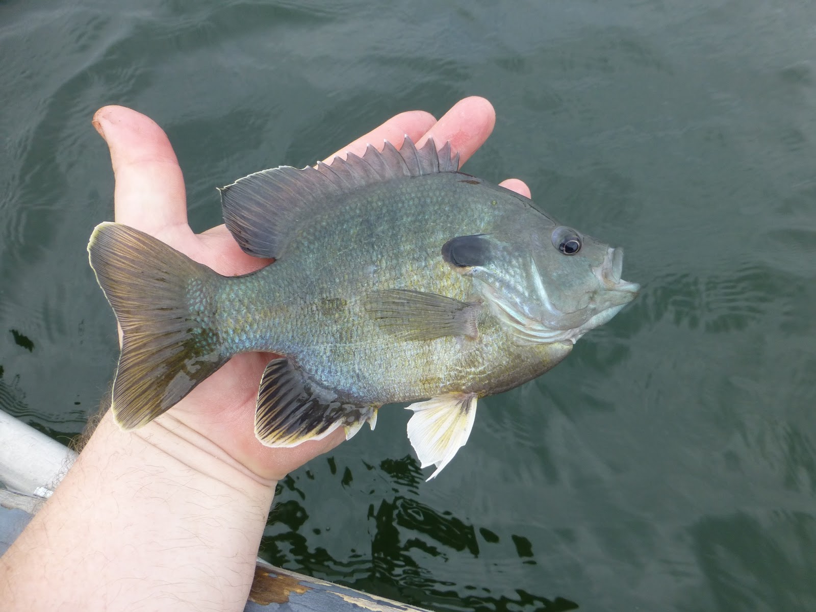 Fair Isle: Gone Fishing! Minnesota Summer Vacation - Henry's Bass ...