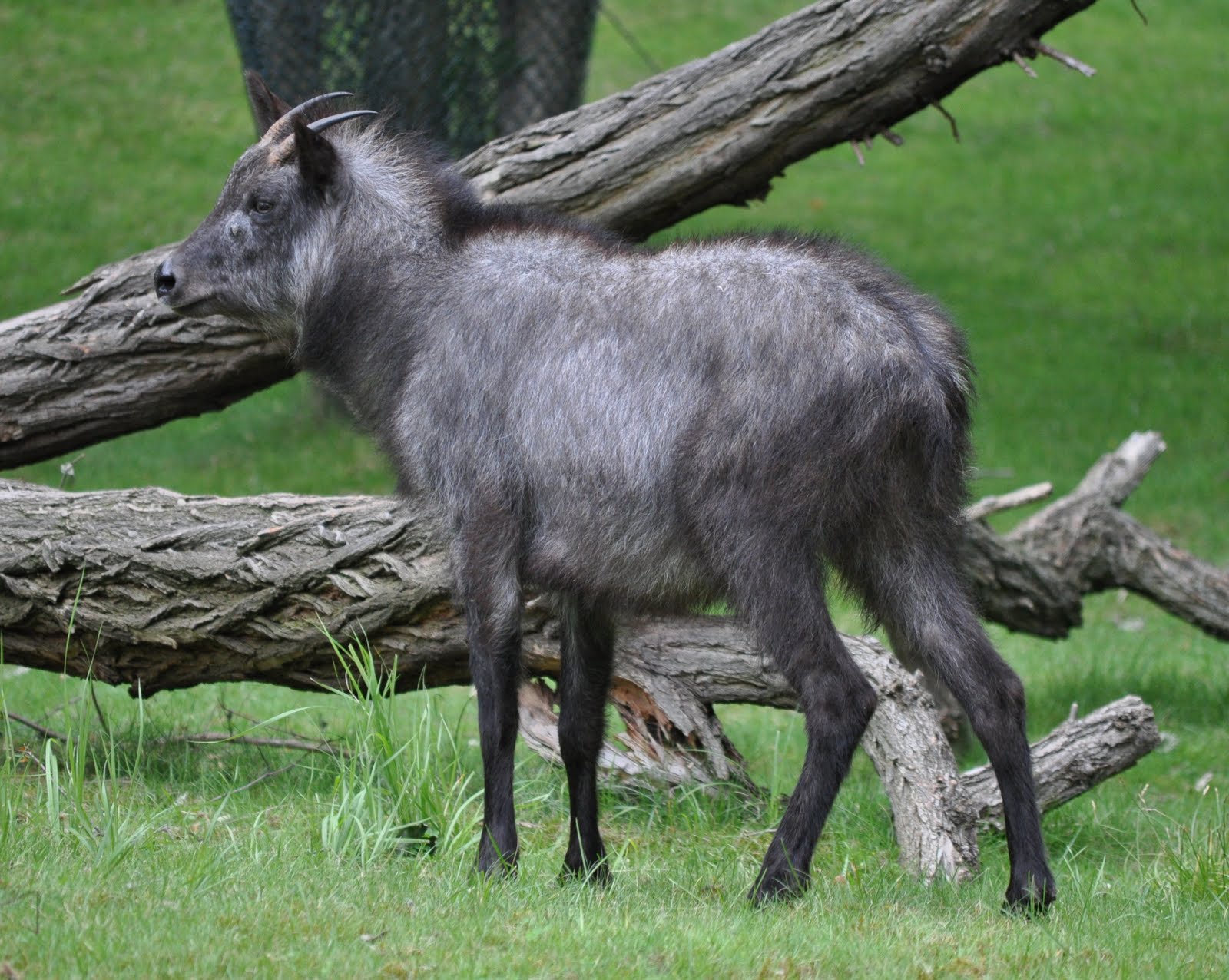 ZOOTOGRAFIANDO (6.100 ANIMALS): SEROW JAPONÉS / JAPANESE SEROW ...